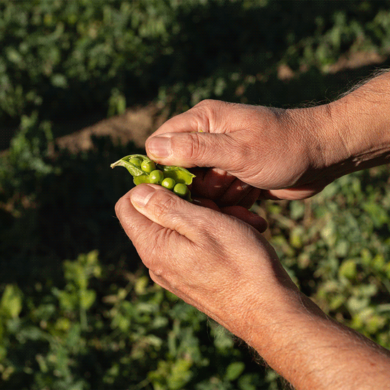 Unser Purity Promise - FRoSTA.de